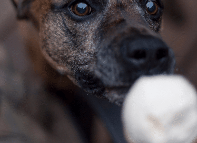 Starbucks Puppuccino (Everything You Need to Know!) - Brew That Coffee